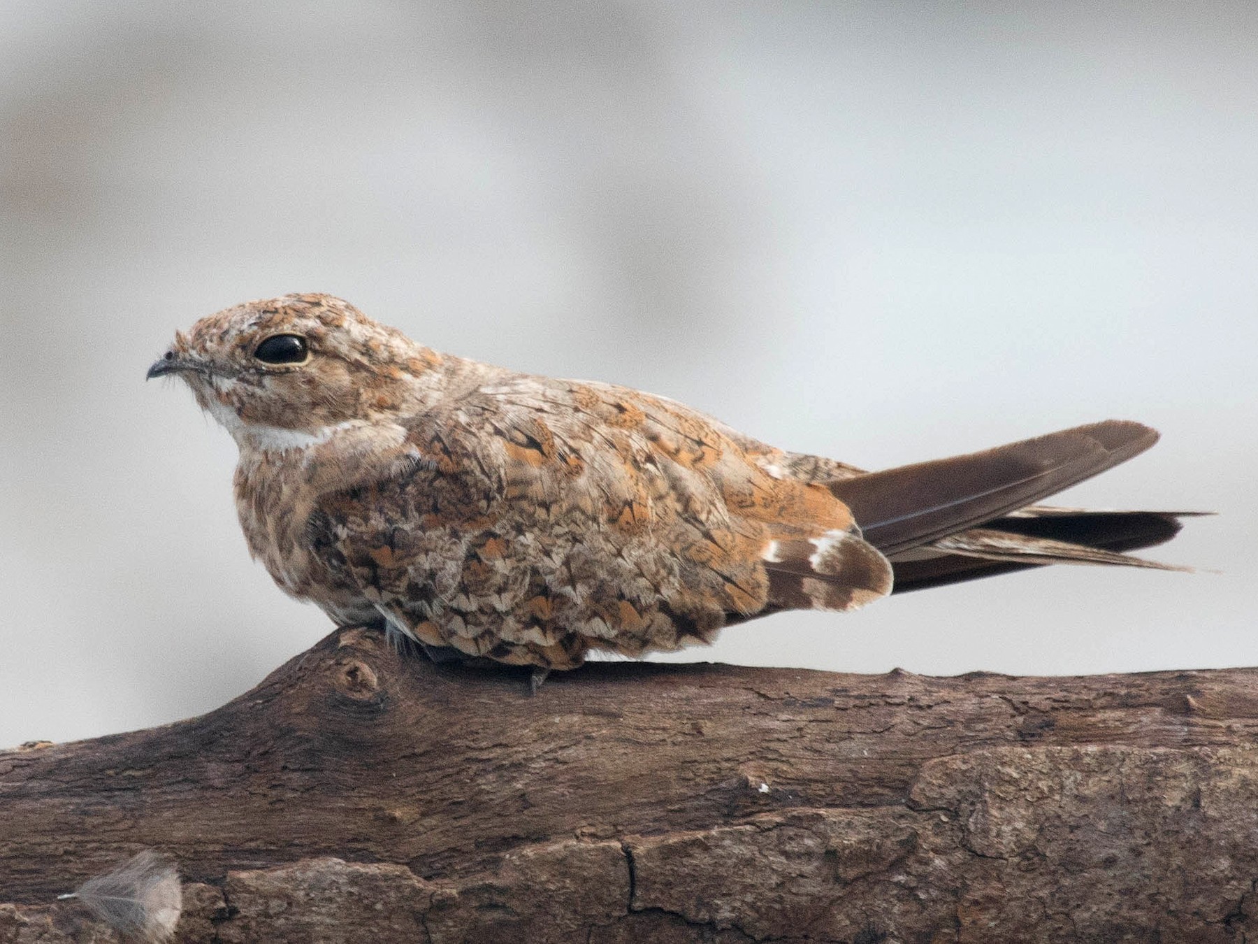 Sand-colored Nighthawk - eBird