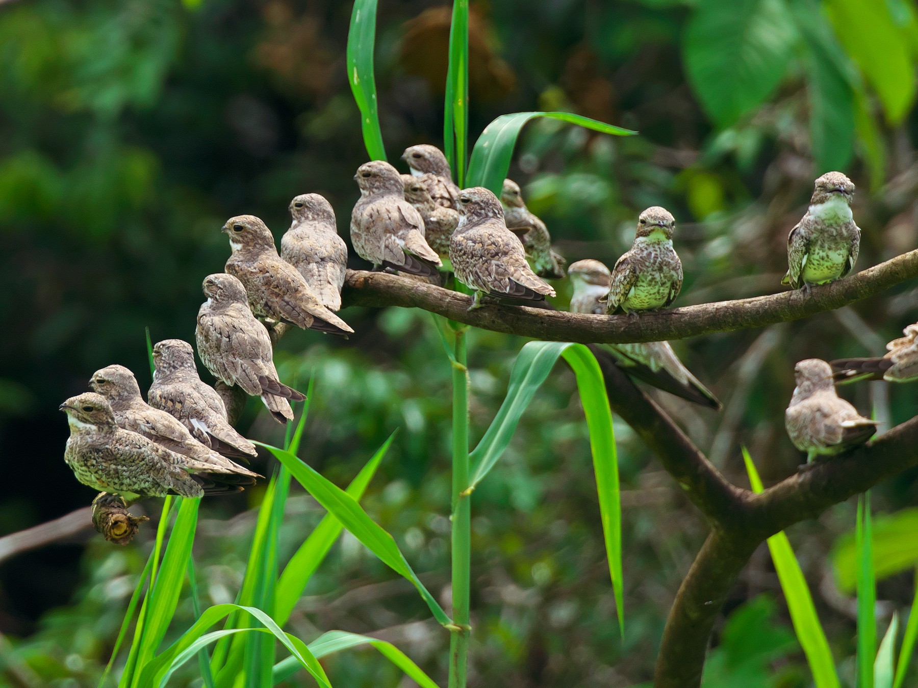 Sand-colored Nighthawk - eBird
