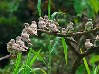 Sand-colored Nighthawk - eBird