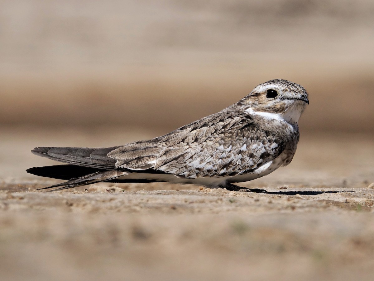 Sand-colored Nighthawk - Chordeiles rupestris - Birds of the World