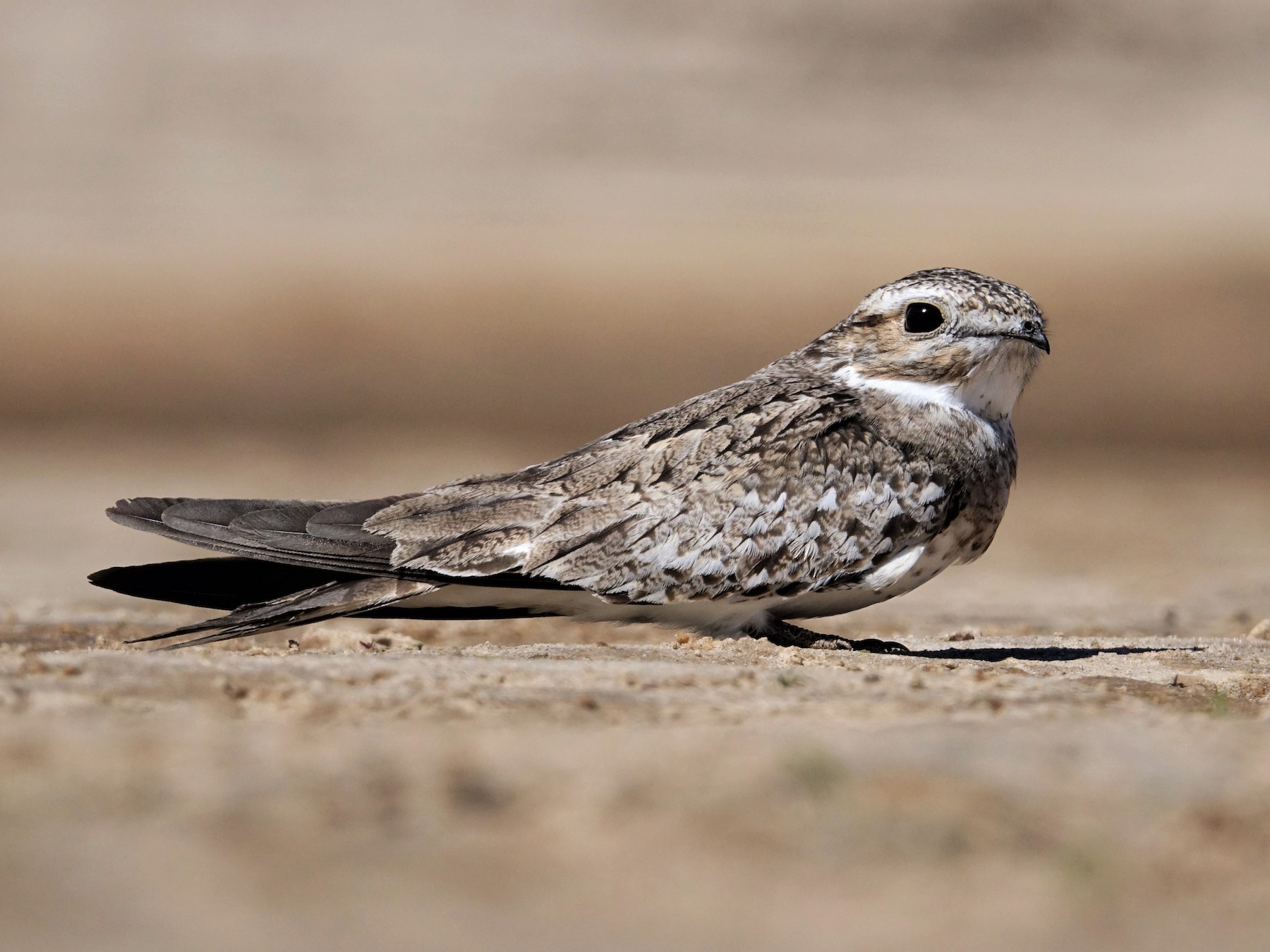 Sand-colored Nighthawk - eBird