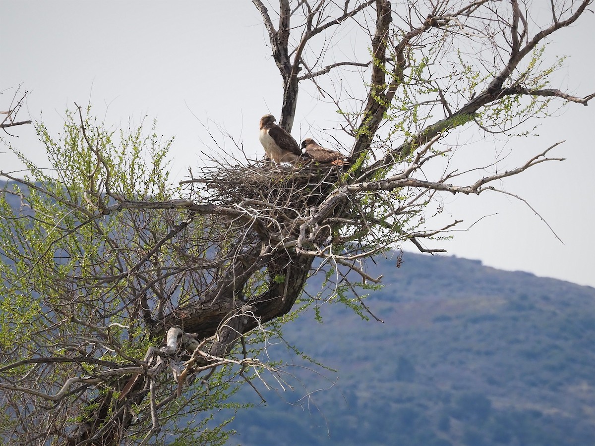 eBird Checklist - 19 Mar 2019 - Leona Valley - 2 species