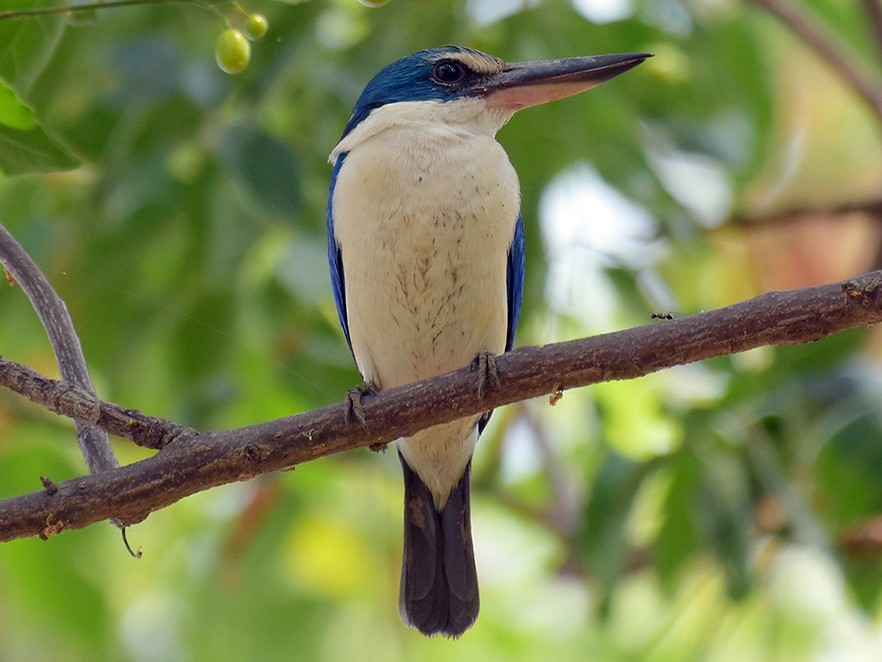 Collared Kingfisher - eBird