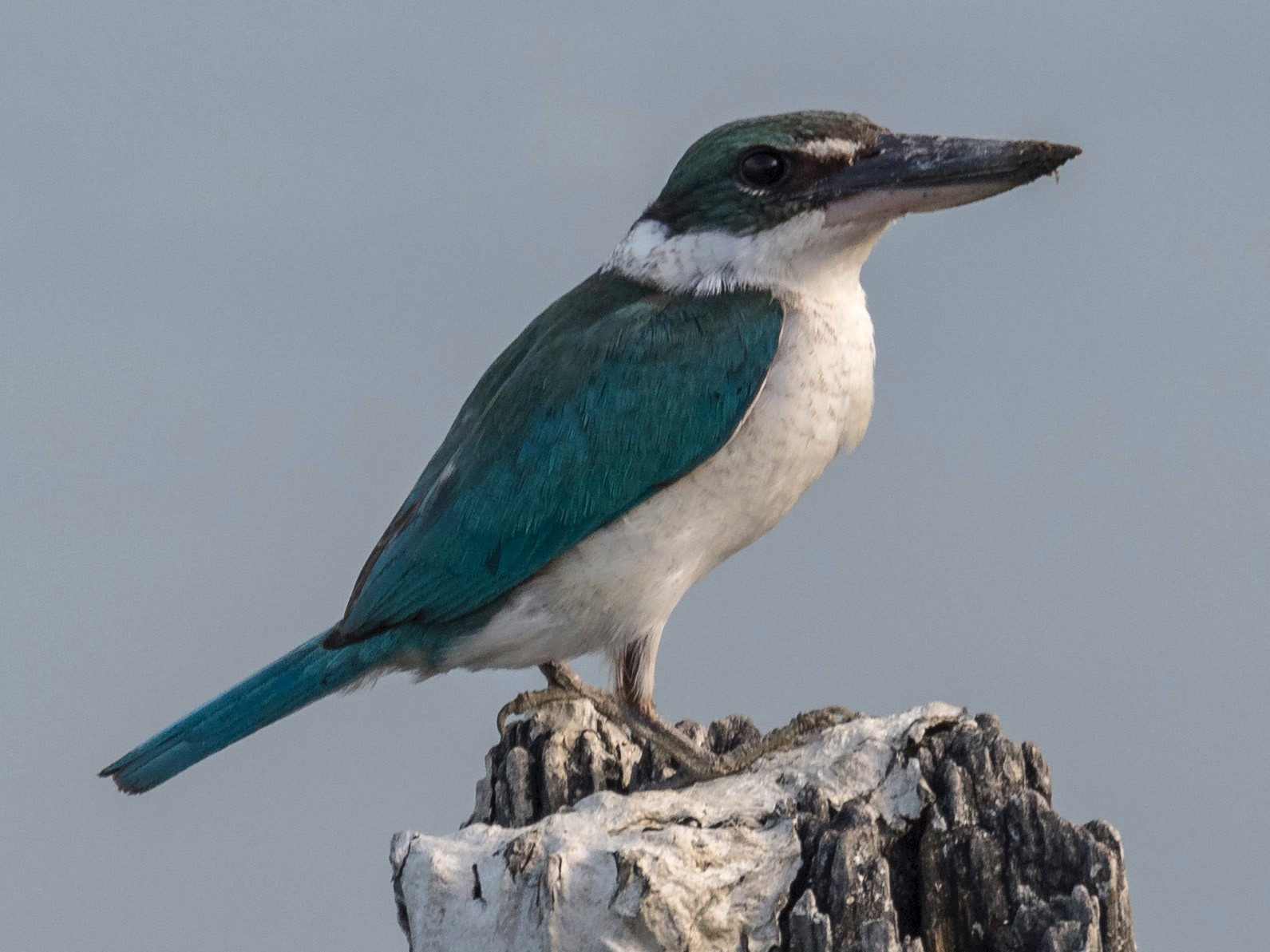 Collared Kingfisher - eBird