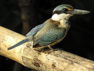 Collared Kingfisher - eBird