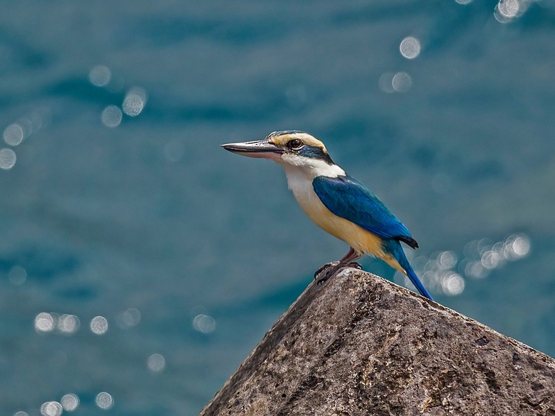 Collared Kingfisher - eBird