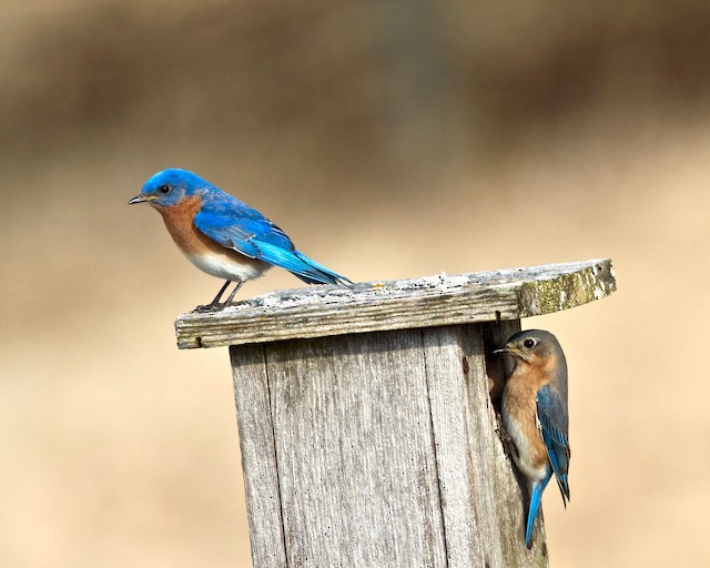 Wisconsin Breeding Bird Atlas - Discover a new world of birding...
