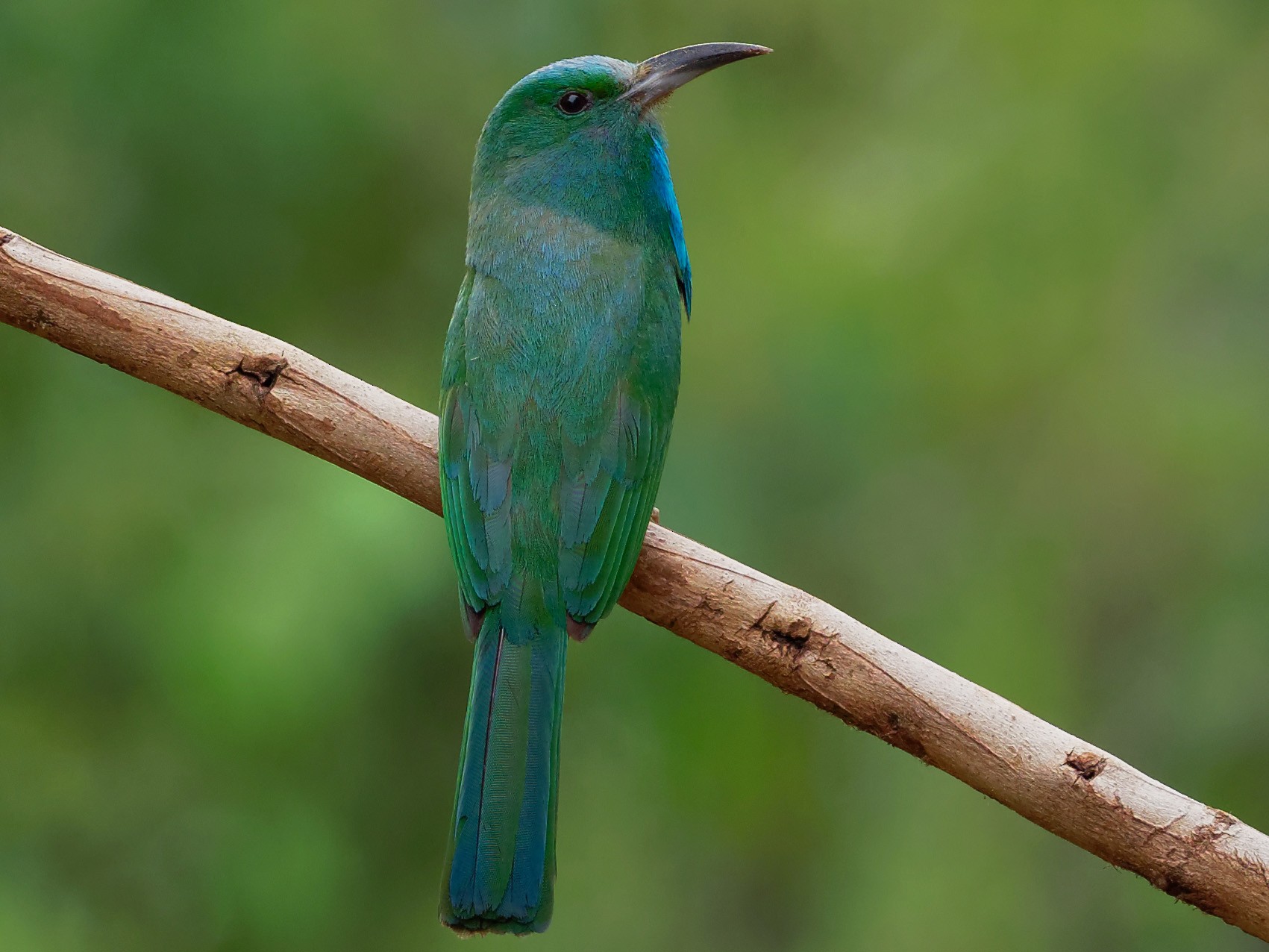 Blue-bearded Bee-eater - eBird
