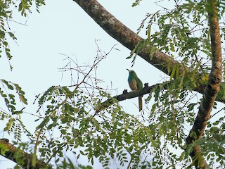 Blue-bearded Bee-eater - eBird