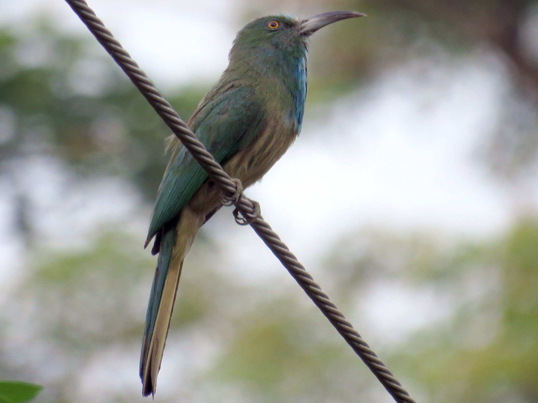 Blue-bearded Bee-eater - eBird