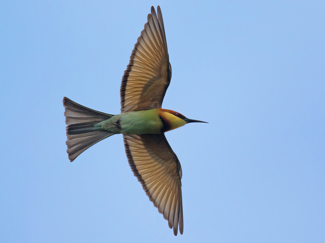 Chestnut-headed Bee-eater - eBird