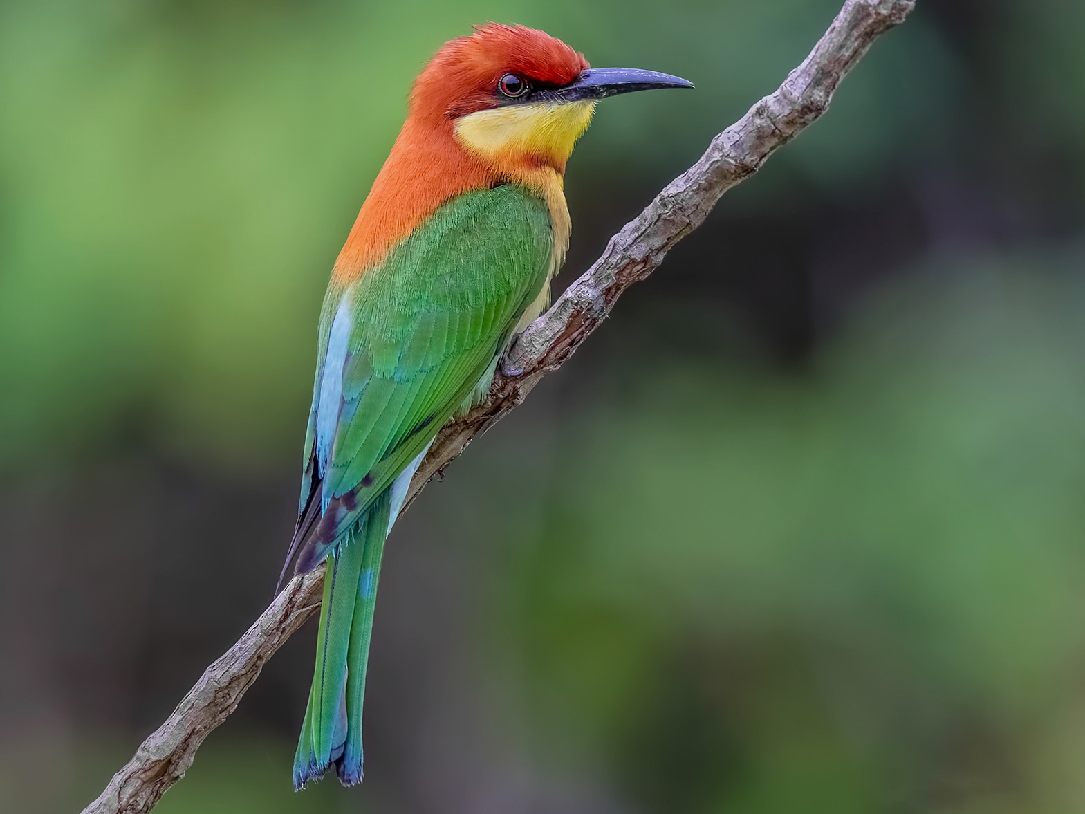 Chestnut-headed Bee-eater - eBird