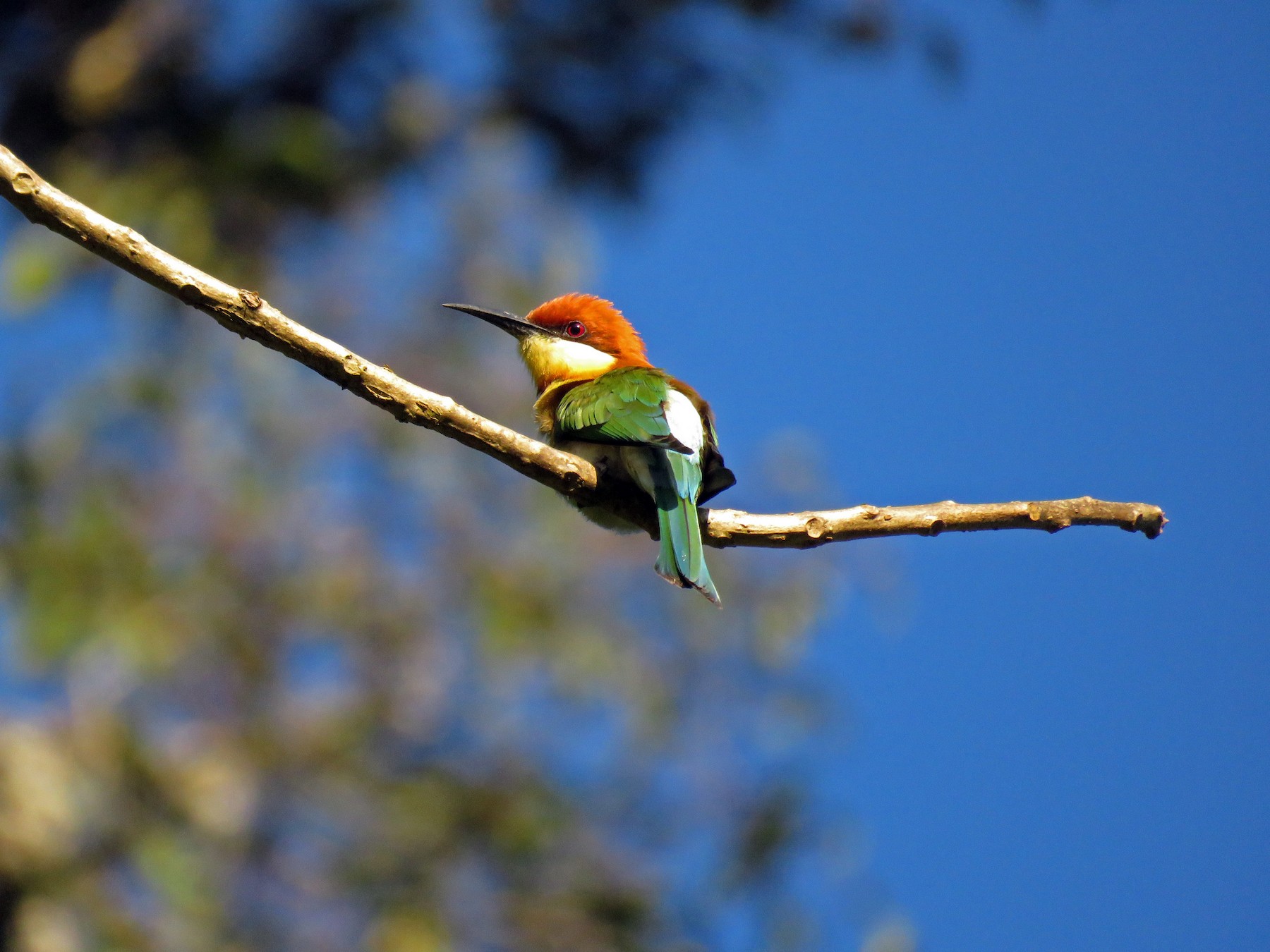 Chestnut-headed Bee-eater - eBird