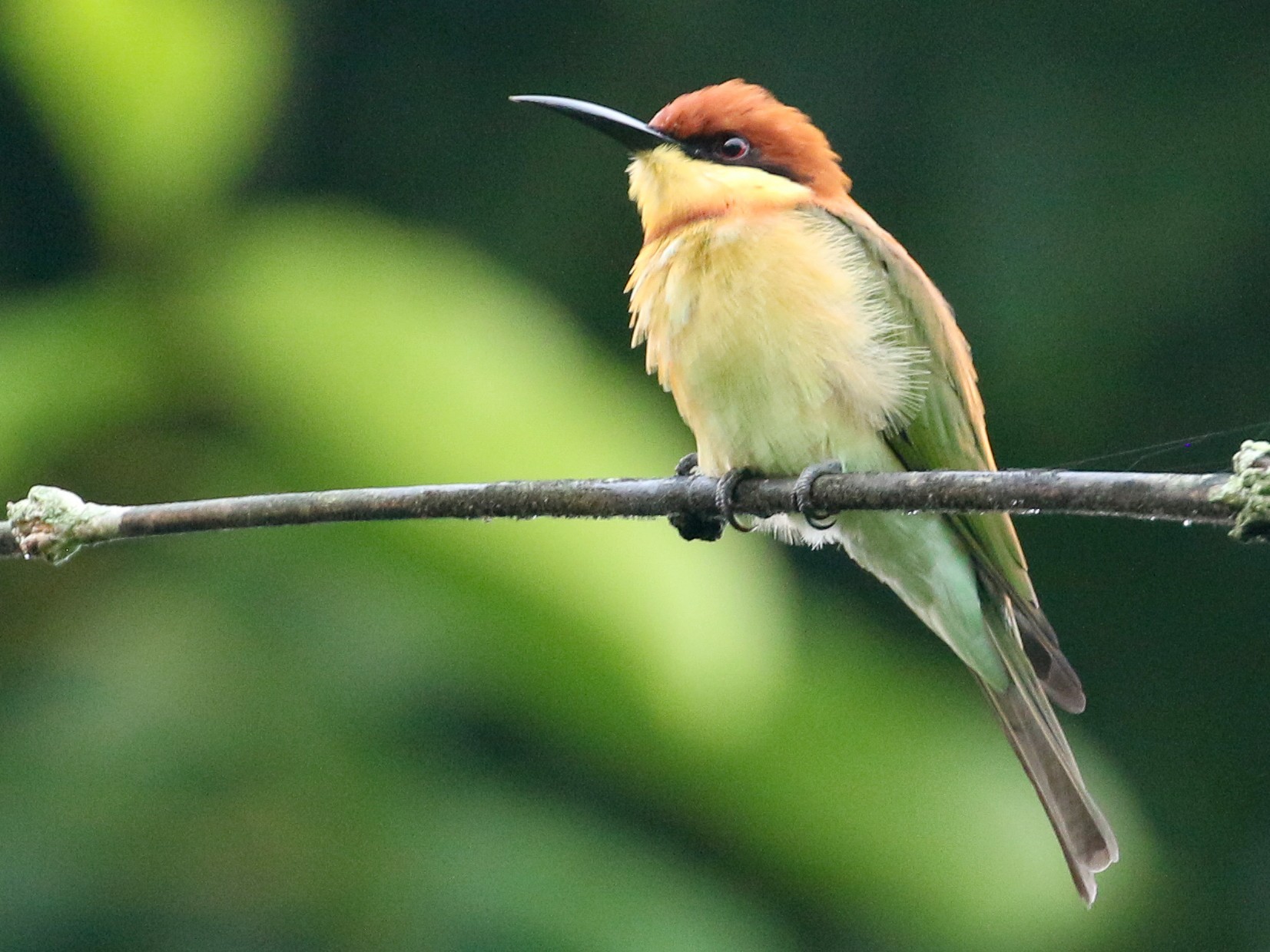 Chestnut-headed Bee-eater - eBird