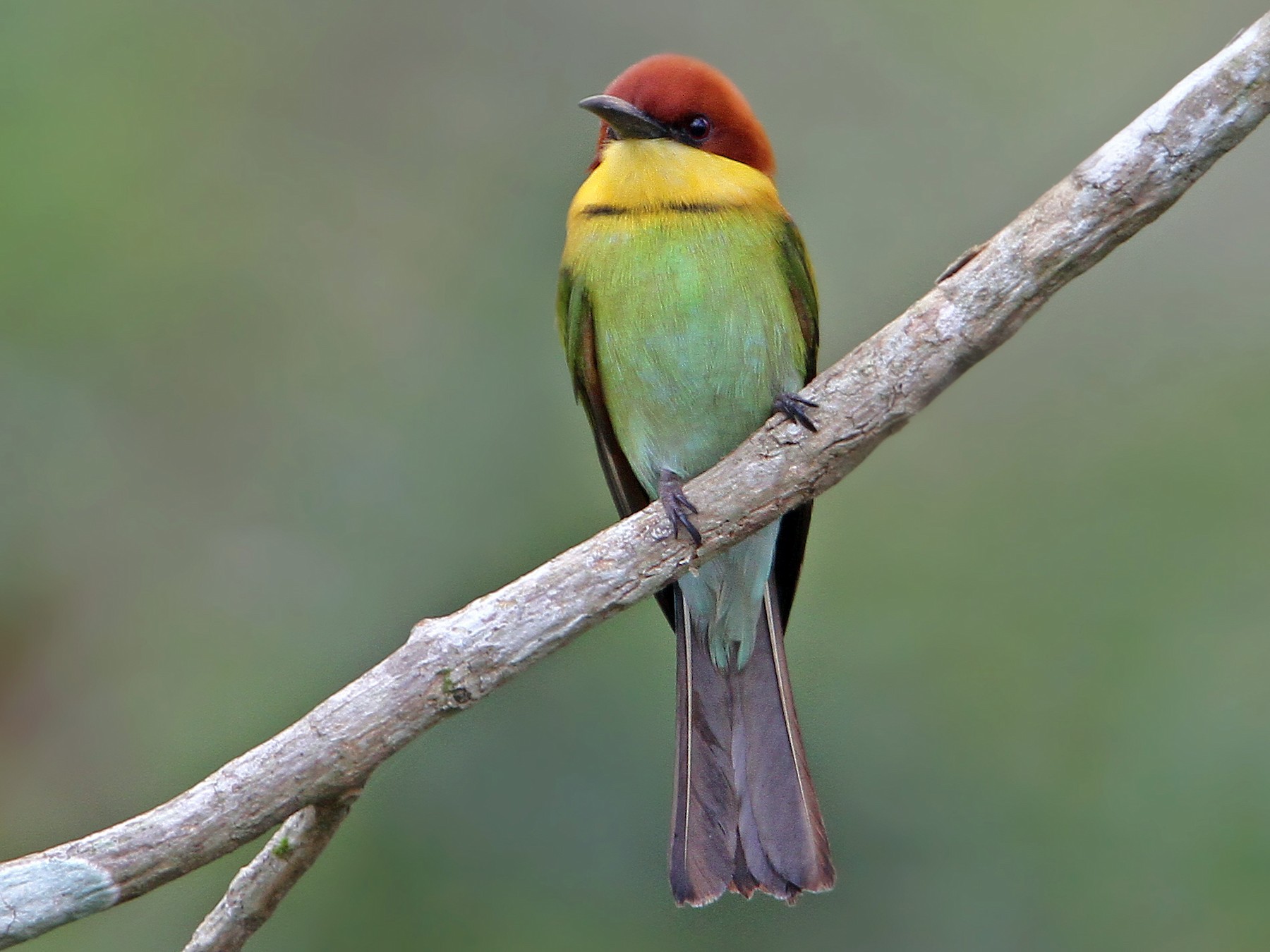 Chestnut-headed Bee-eater - eBird