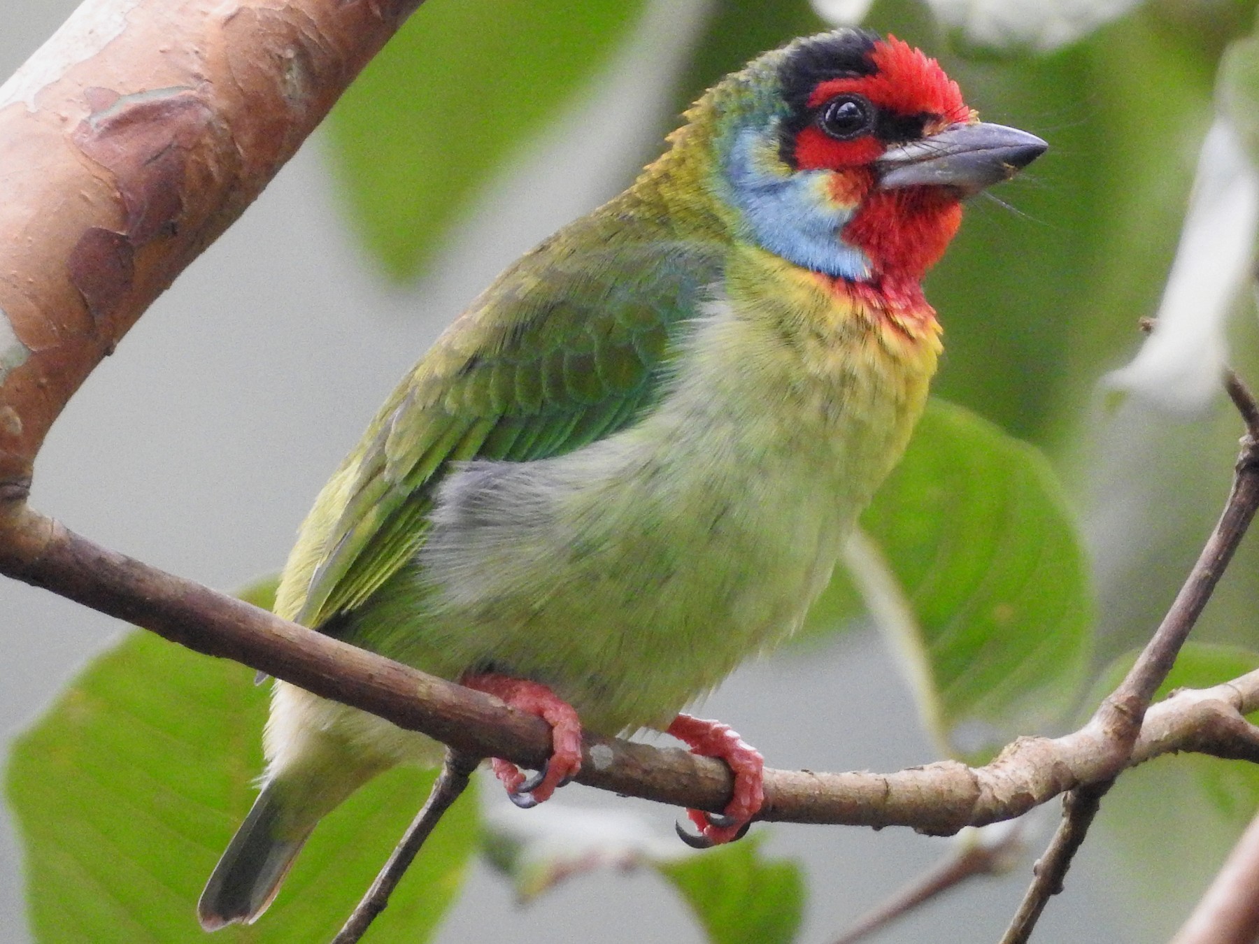 Malabar Barbet - eBird