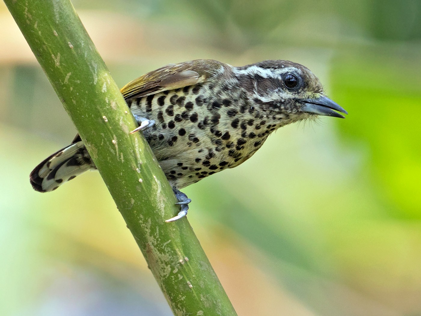 Speckled Piculet - eBird