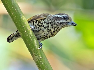 Speckled Piculet - eBird
