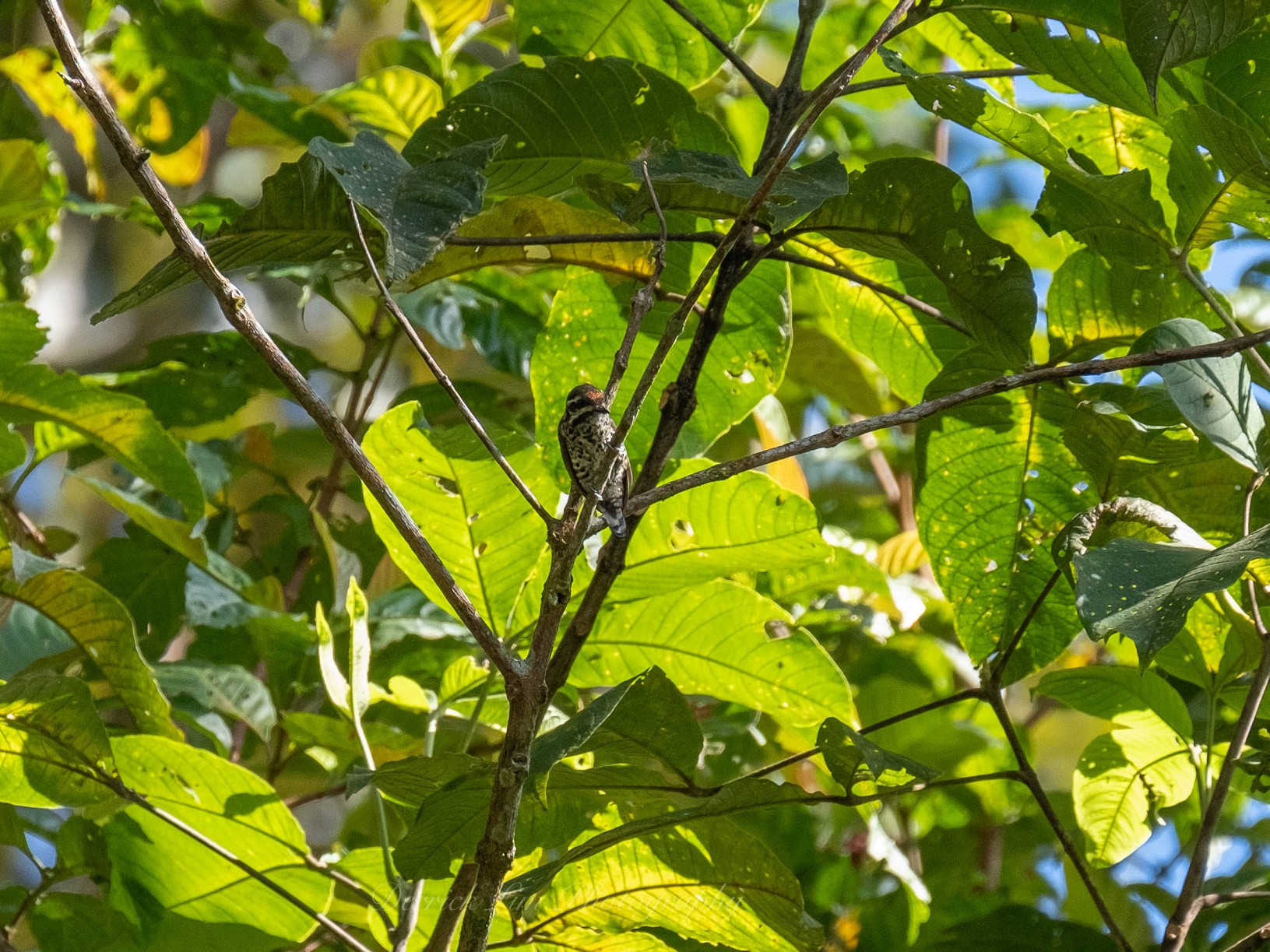 speckled piculet - eBird