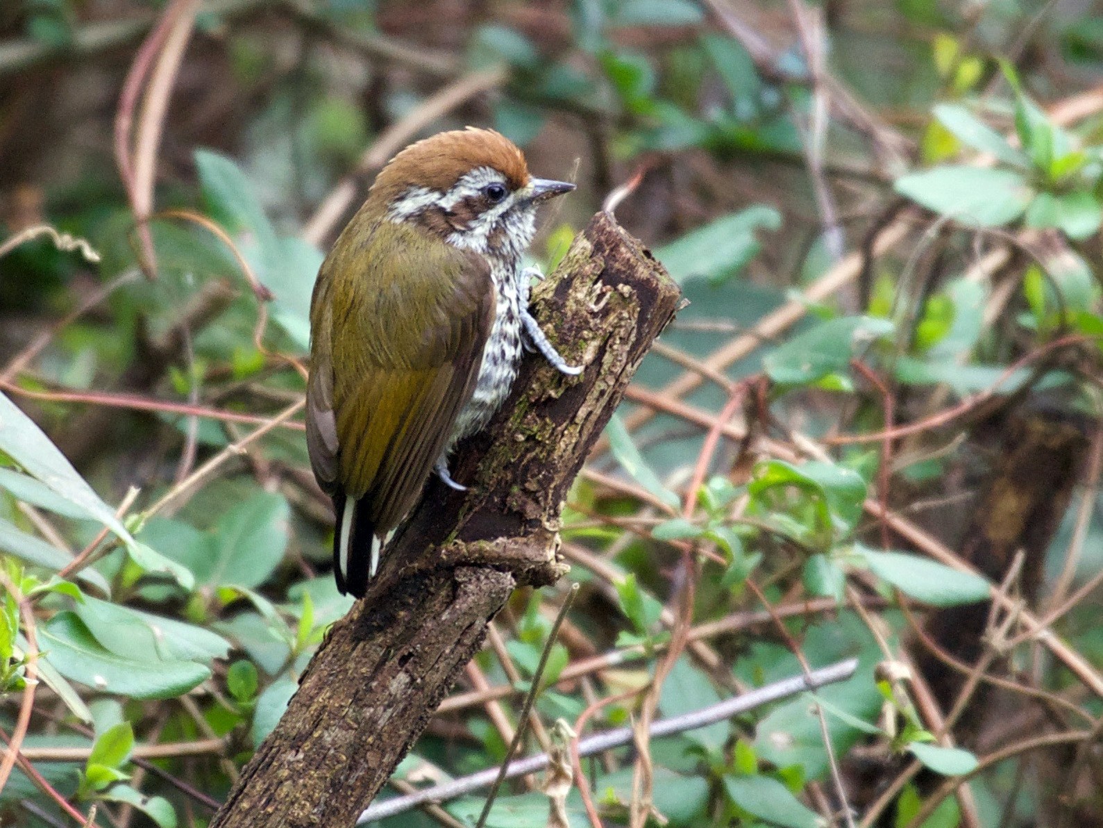 Speckled Piculet - eBird