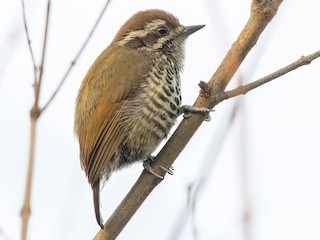 Speckled Piculet - eBird