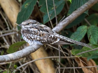 Engoulevent trifide - eBird