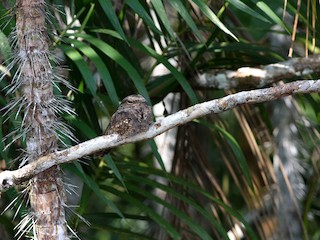 Engoulevent trifide - eBird