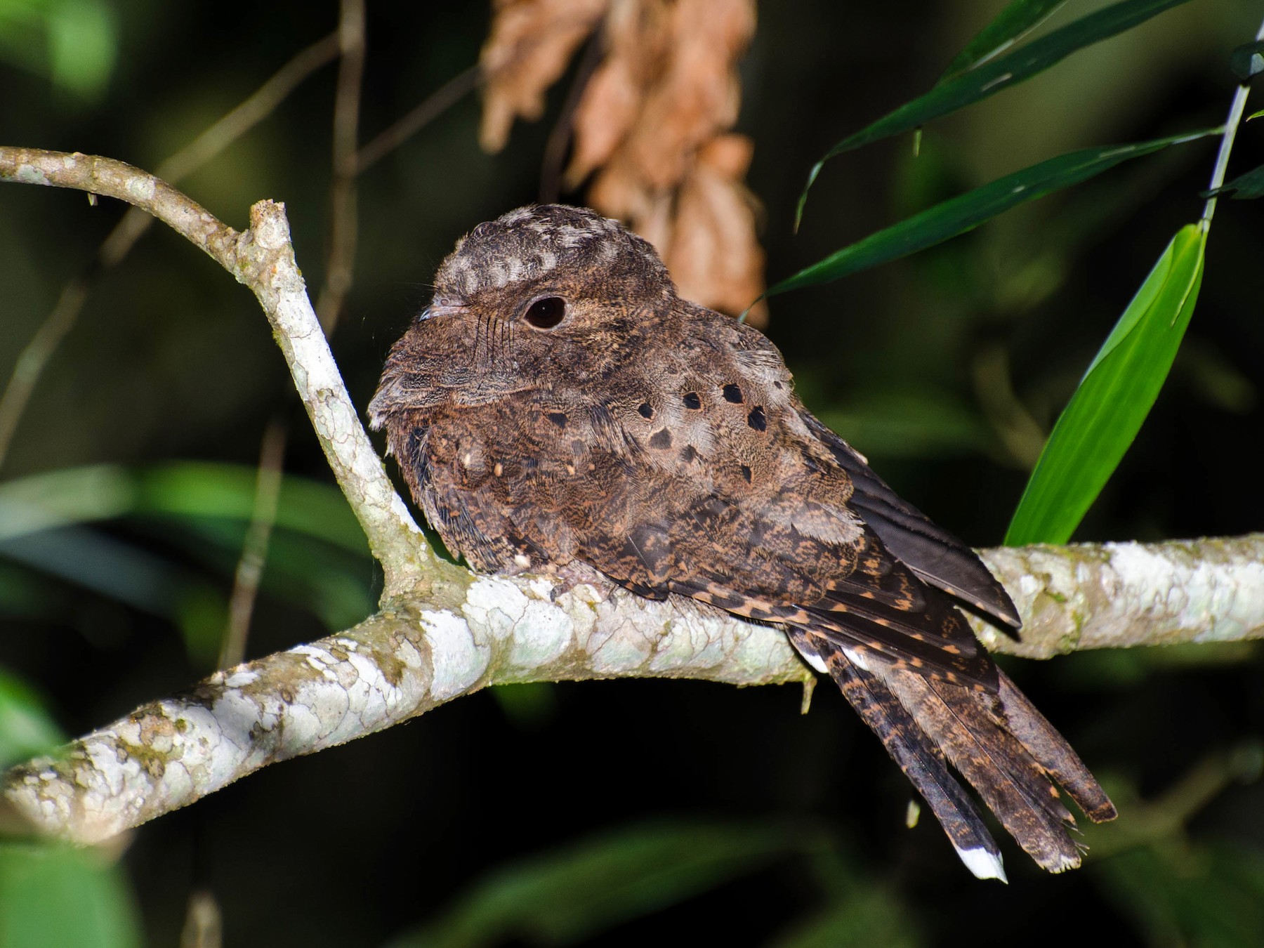 Ocellated Poorwill - eBird