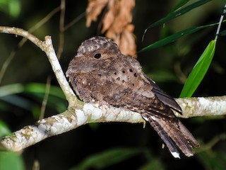 Ocellated Poorwill - eBird