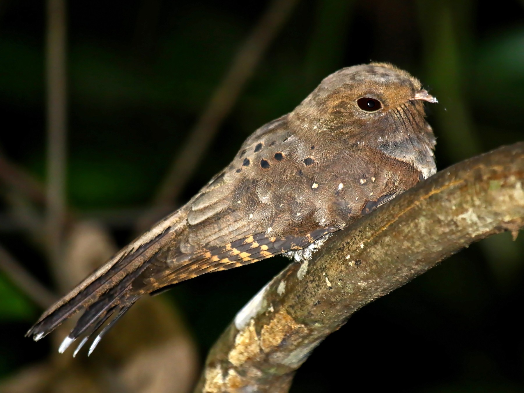 Ocellated Poorwill - eBird