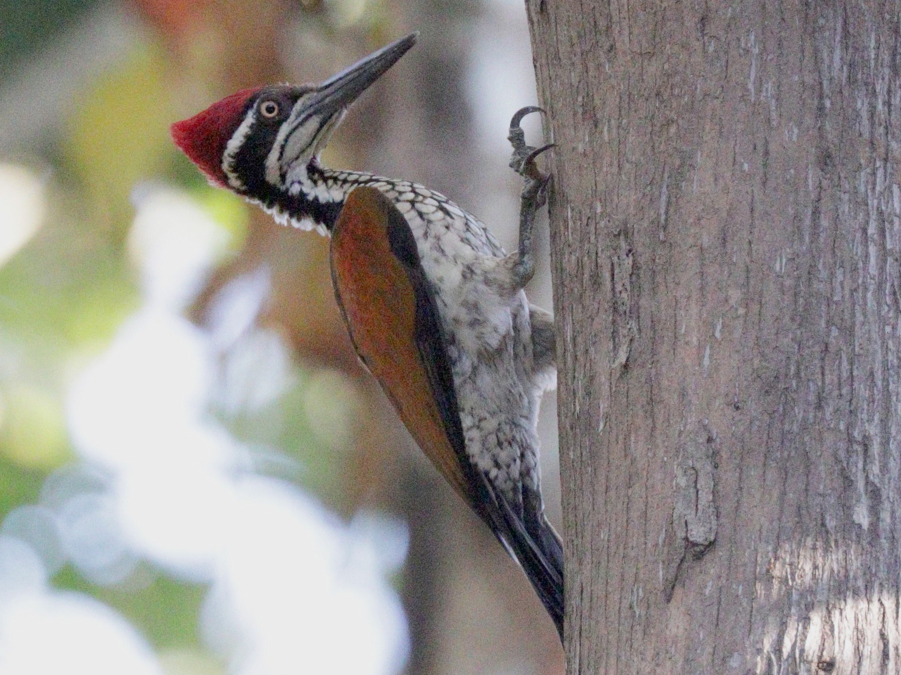 Pelatuk tunggir-emas - eBird