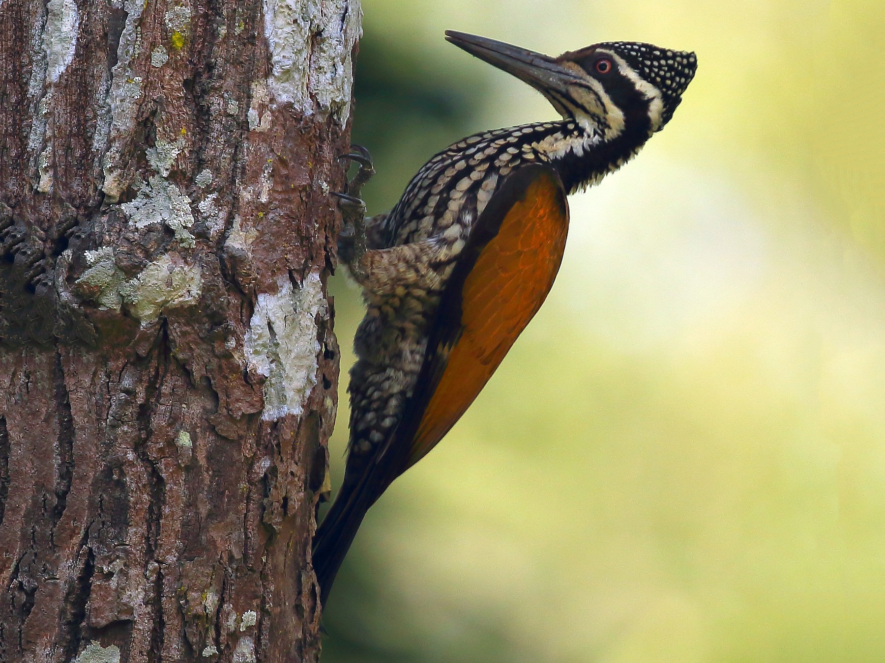 Pelatuk tunggir-emas - eBird