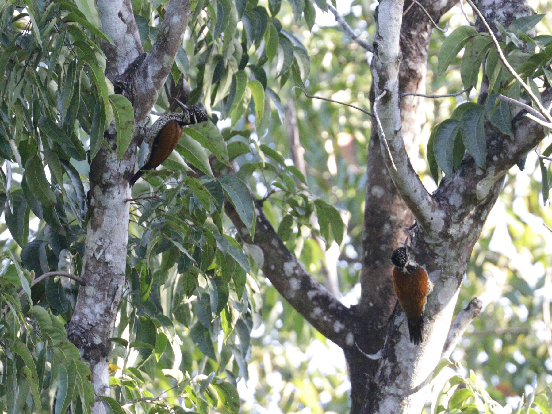 Greater Flameback - eBird