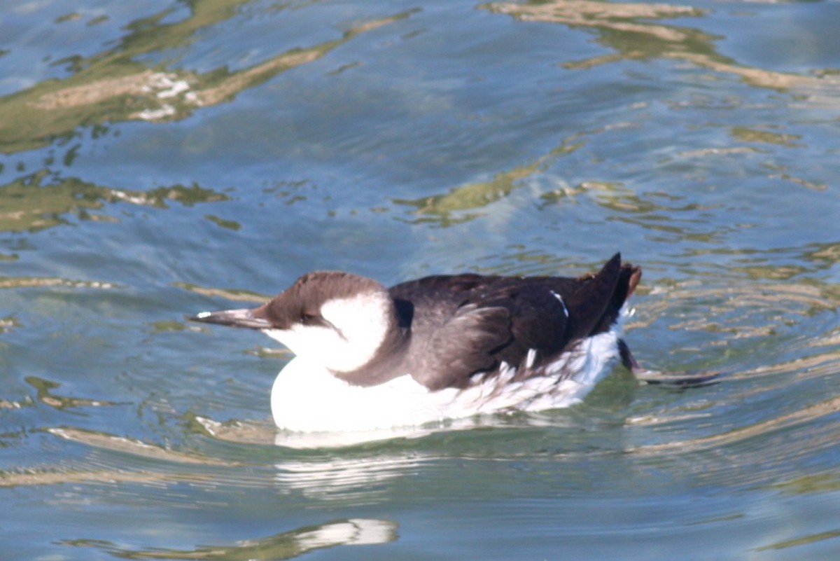 eBird Checklist - 14 Jan 2013 - Malibu Lagoon - 12 species