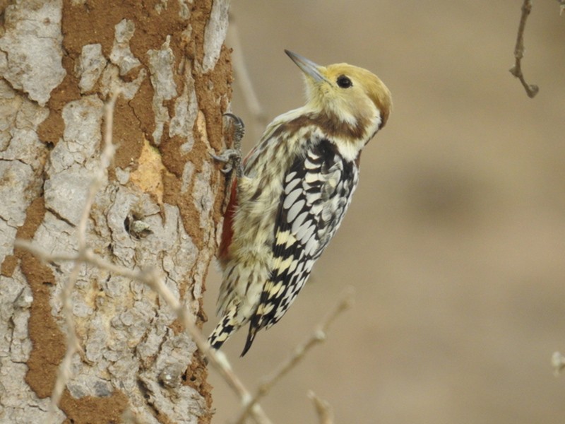Yellow-crowned Woodpecker - eBird