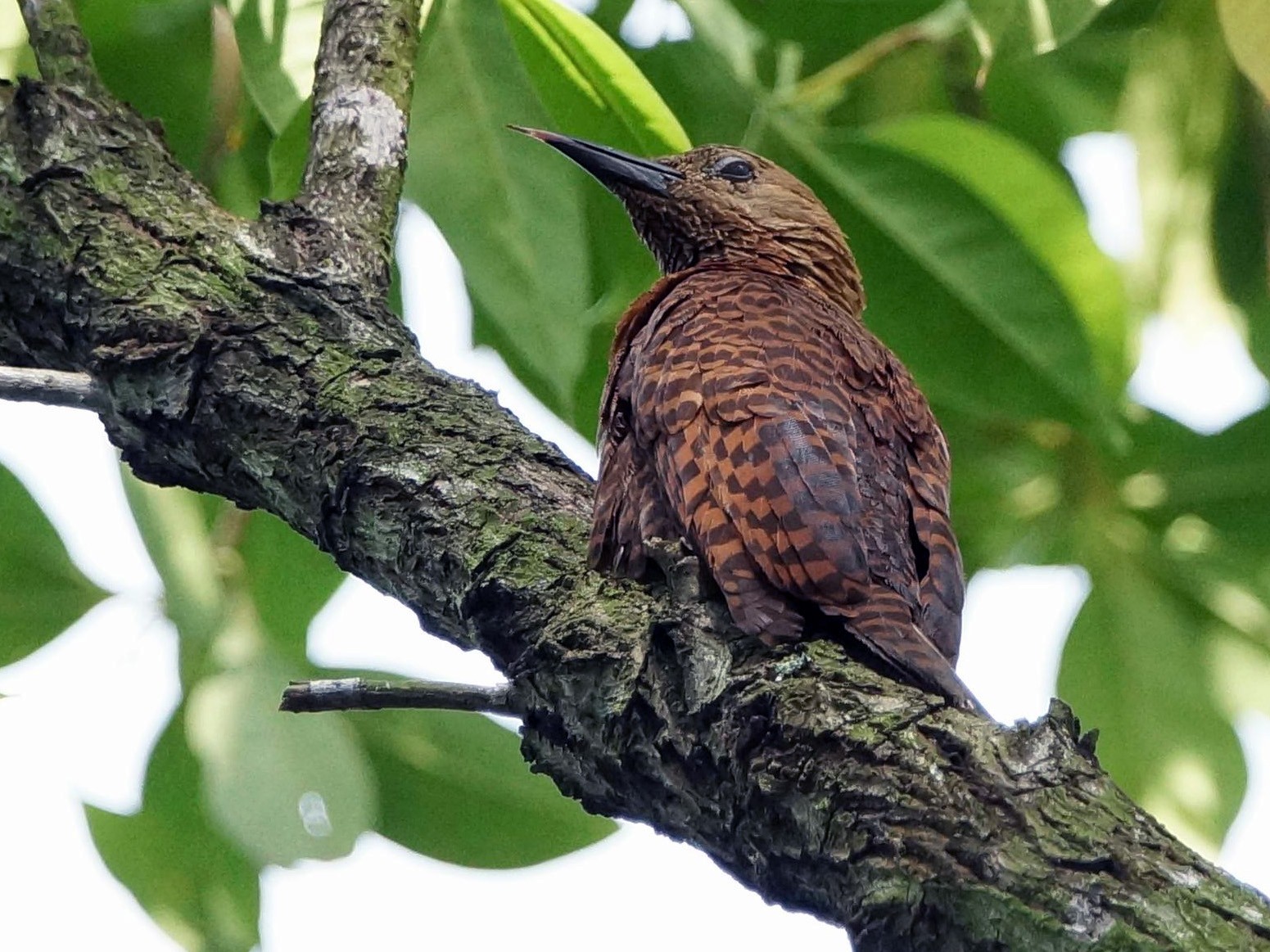 Rufous Woodpecker - eBird