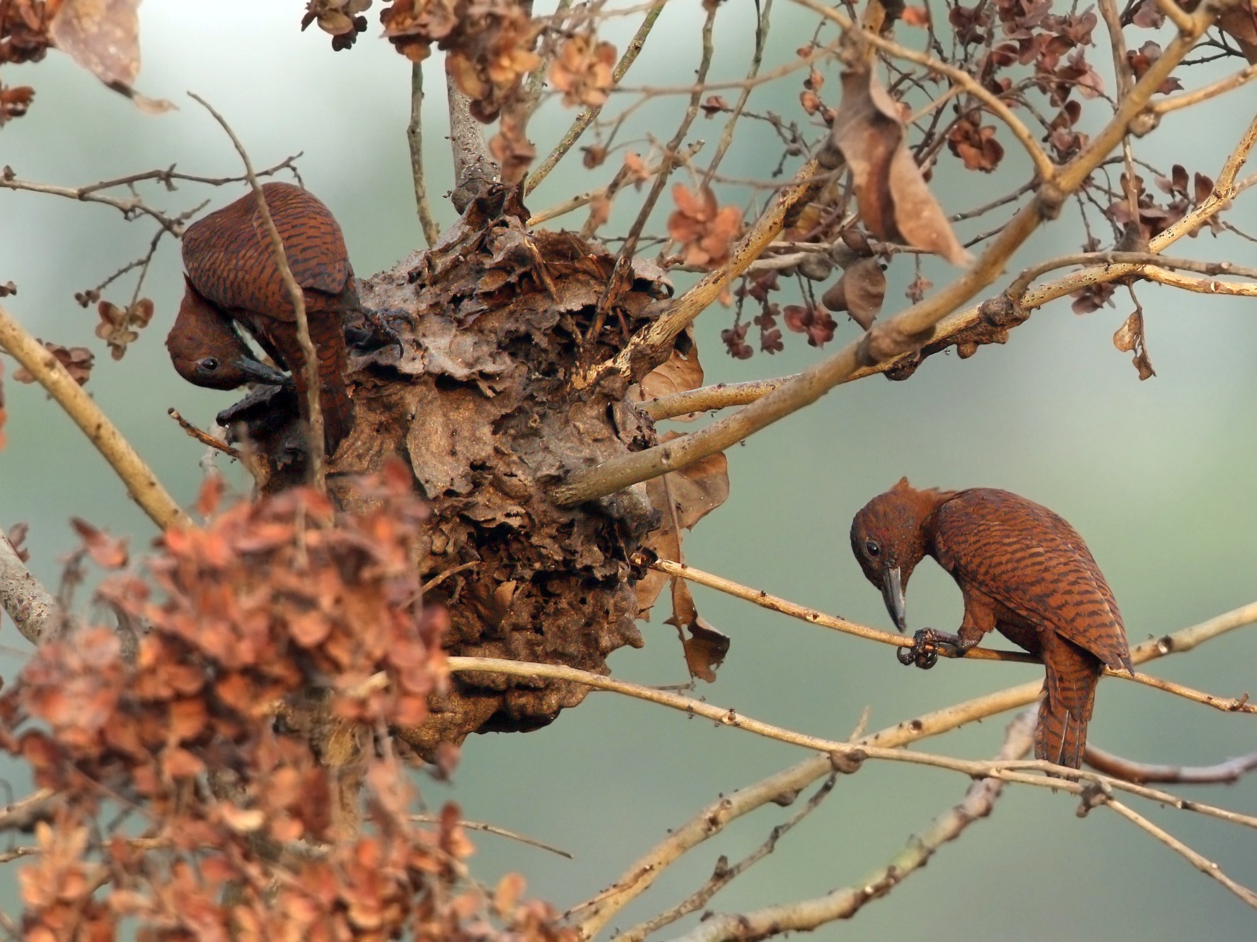 Pelatuk kijang - eBird