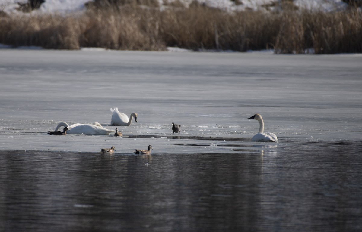 eBird Checklist - 22 Mar 2019 - Quincy Wildlife Area - Stan Coffin Lake ...