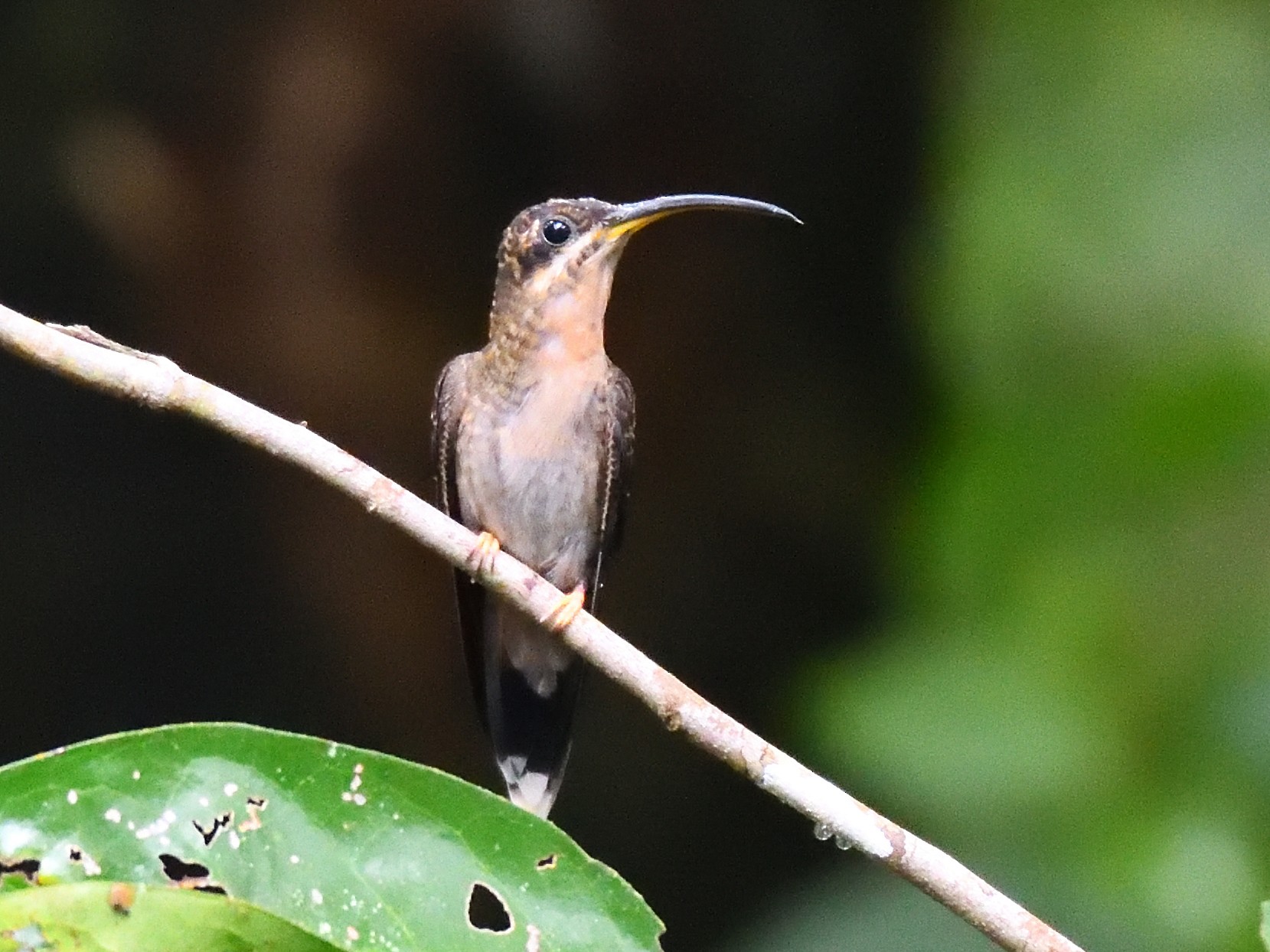 White-bearded Hermit - eBird
