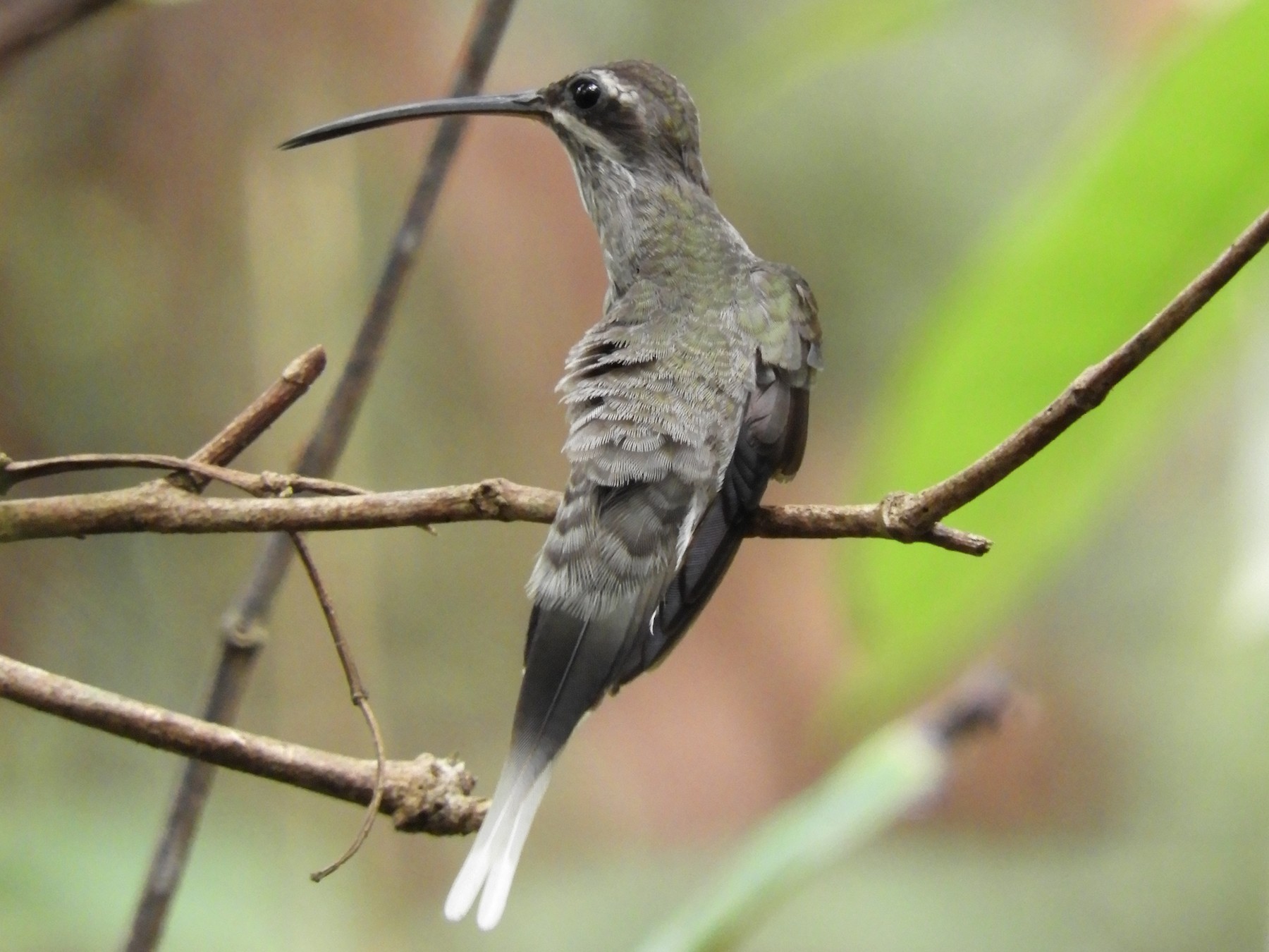 White-bearded Hermit - eBird
