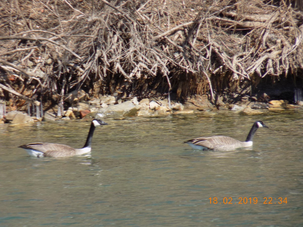 eBird Checklist - 23 Mar 2019 - 955 Lake Shore Boulevard West, Toronto ...