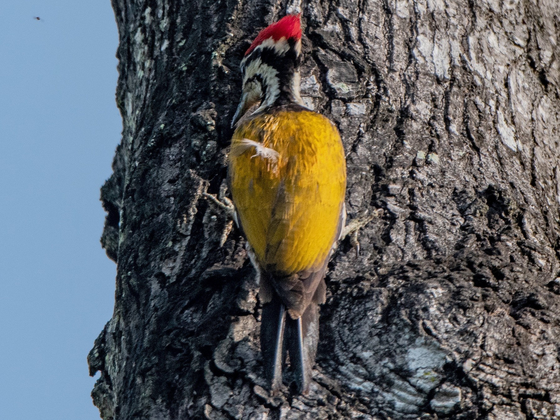 Common Flameback - eBird