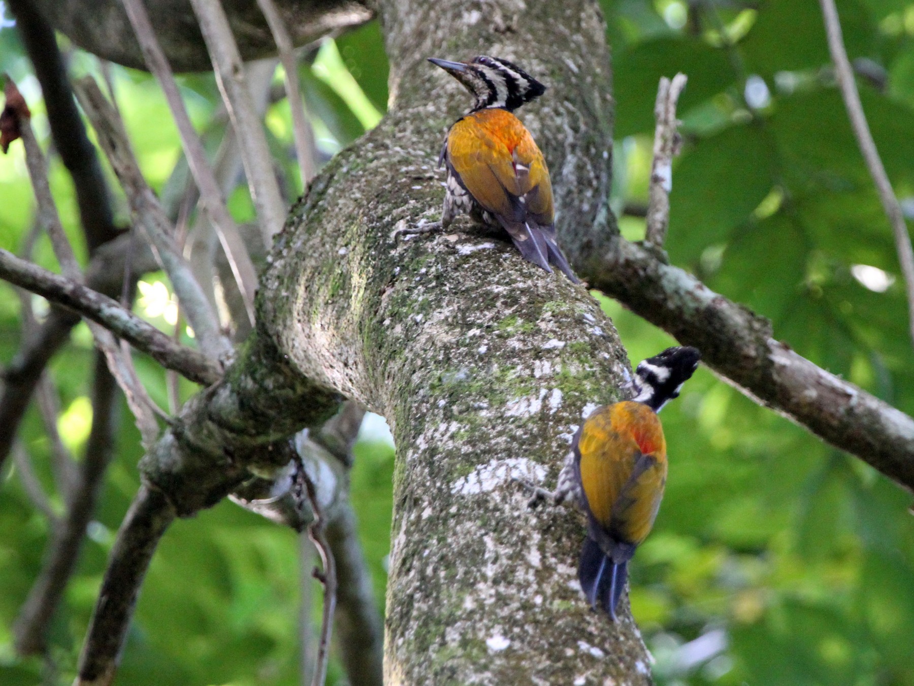 Common Flameback - eBird
