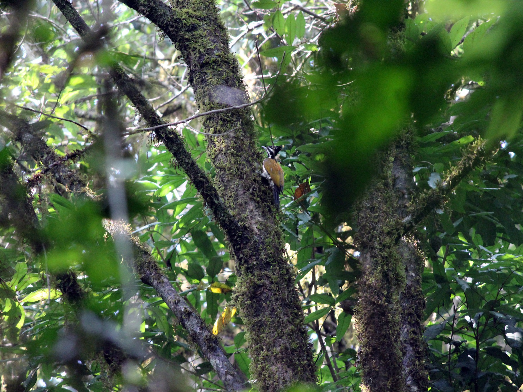 Common Flameback - eBird