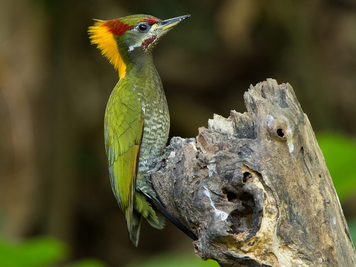 Yellow Naped Woodpecker