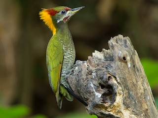 Lesser Yellownape - eBird