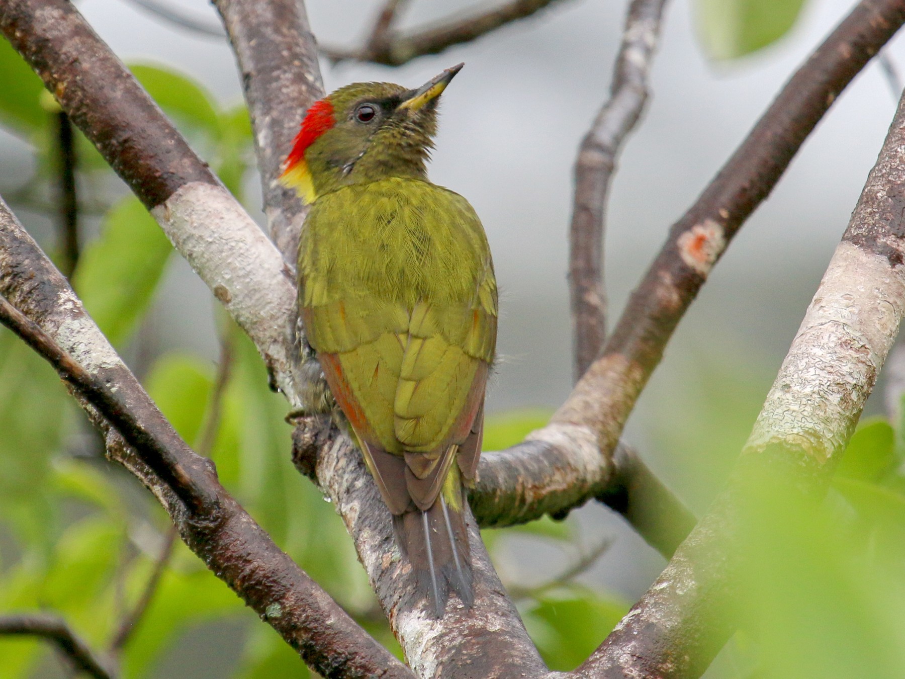 Lesser Yellownape - eBird