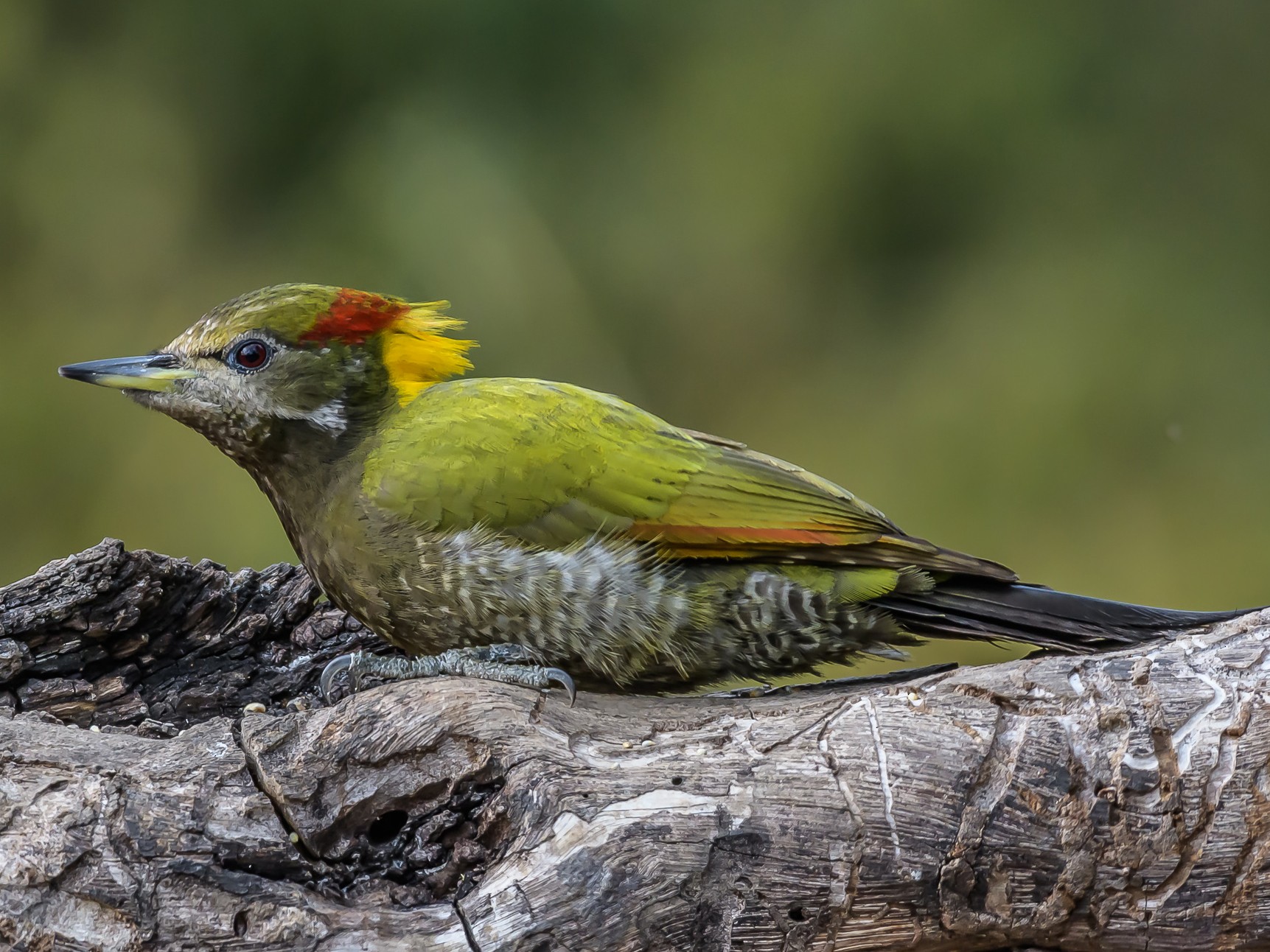 Yellow Naped Woodpecker