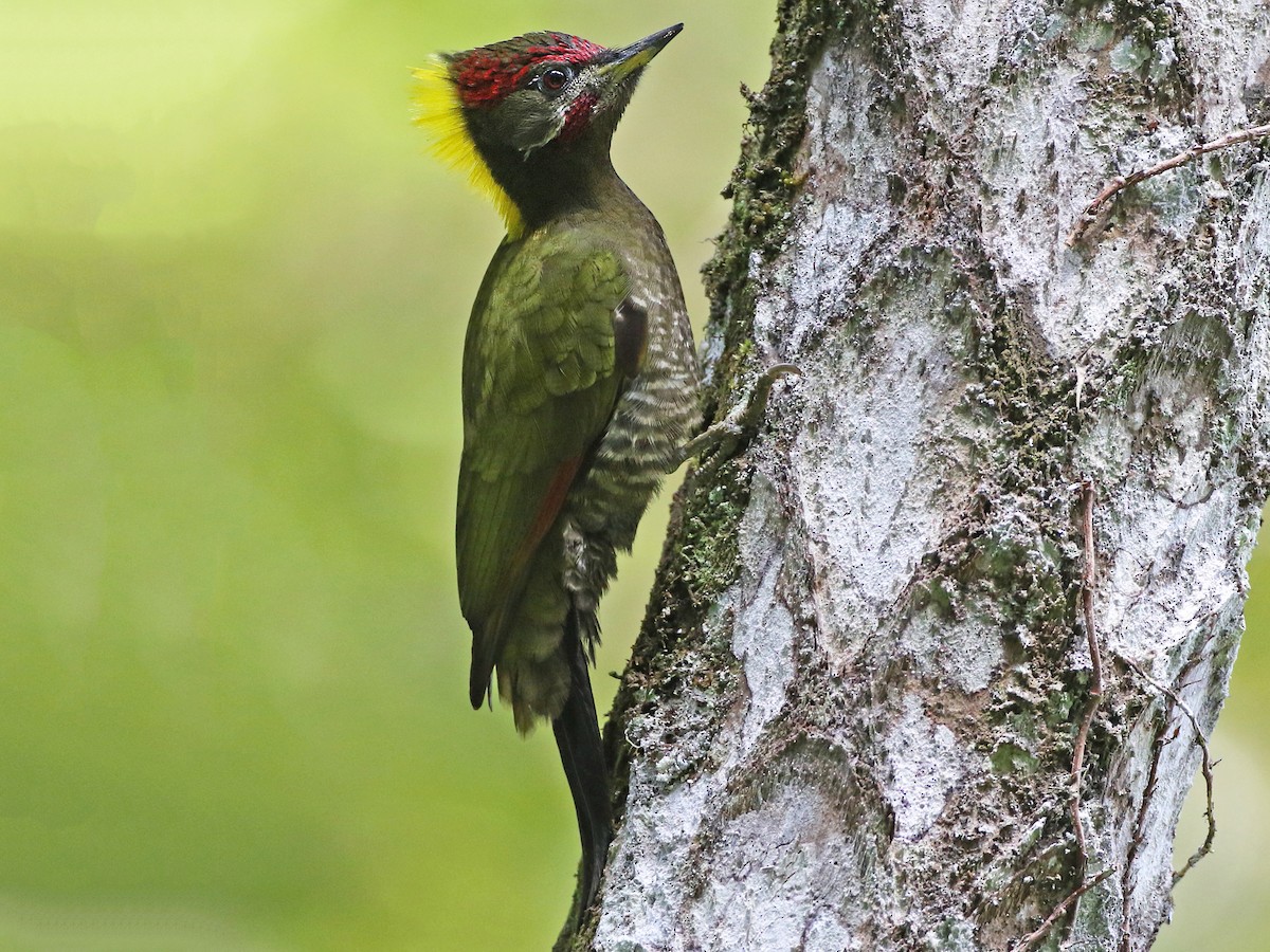 Lesser Yellownape - Picus chlorolophus - Birds of the World