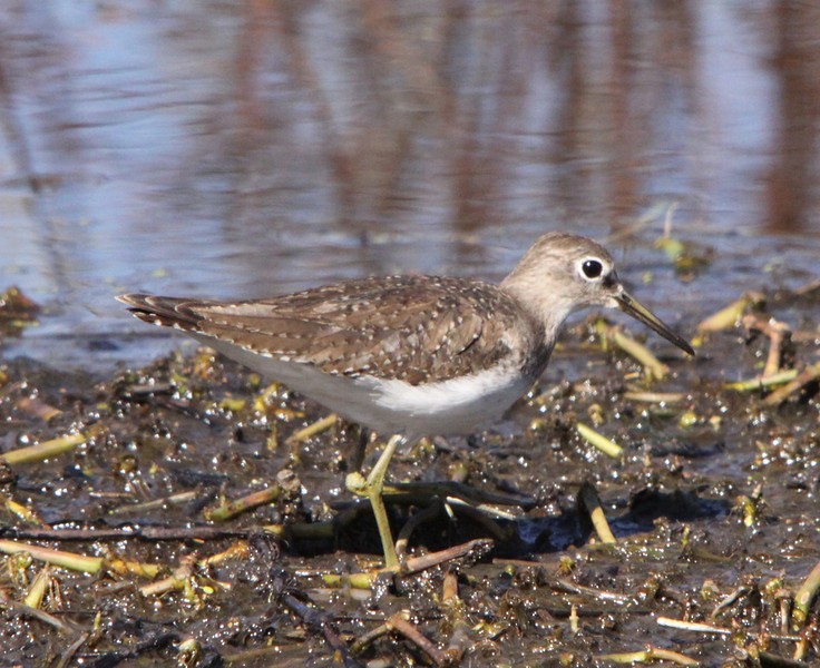 eBird Checklist - 24 Oct 2009 - Brazos Bend SP (UTC 117) - 23 species